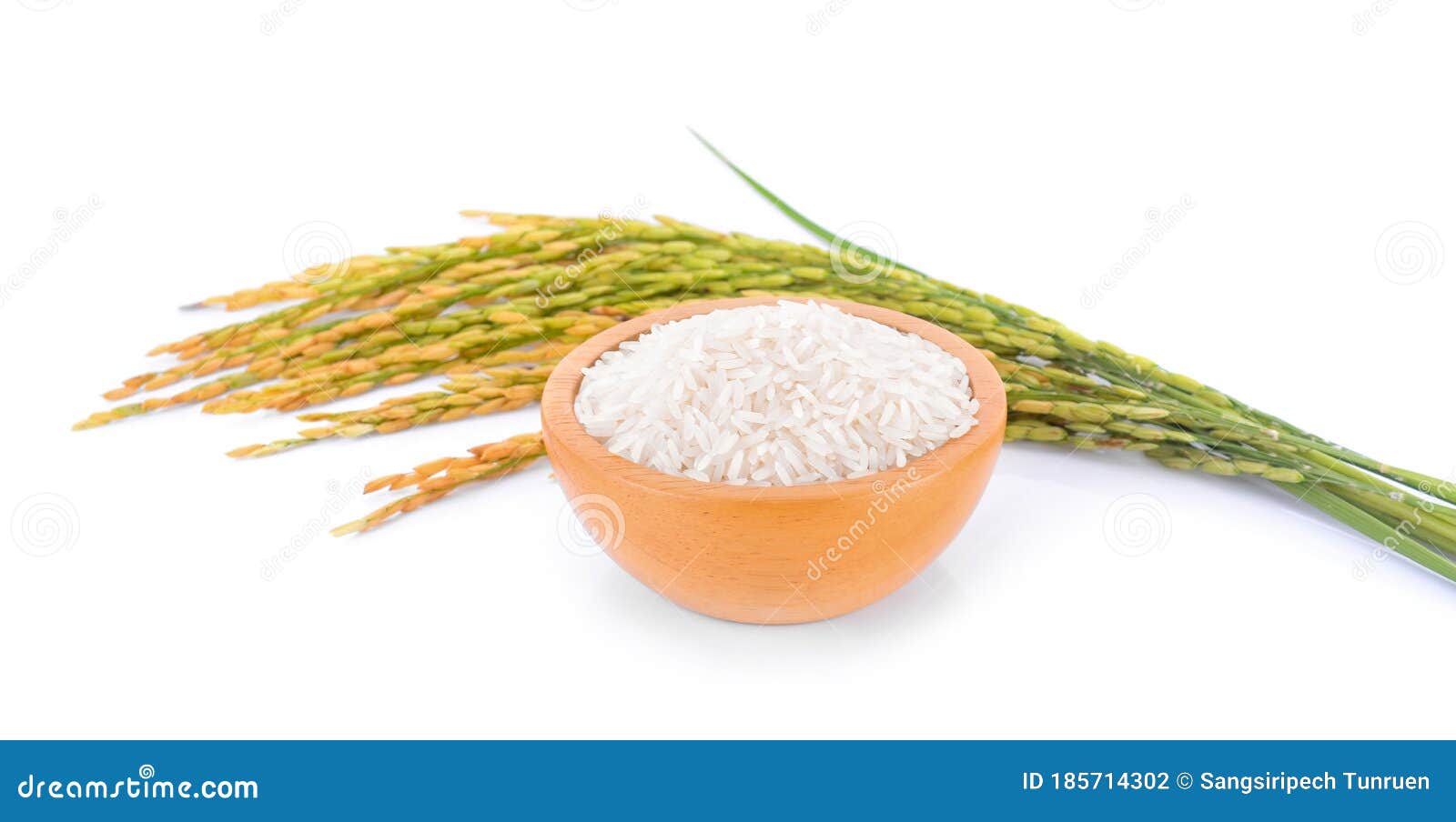 Rice Plant Isolated on White Background Stock Photo - Image of cereal ...