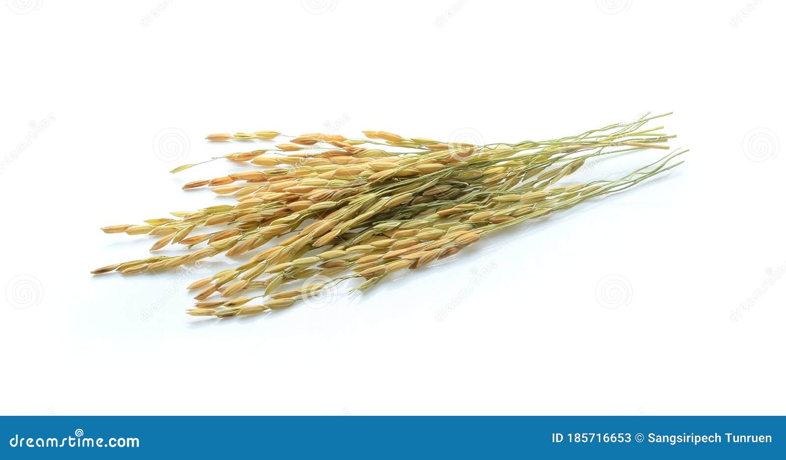Rice Plant Isolated on White Background Stock Image - Image of isolated ...