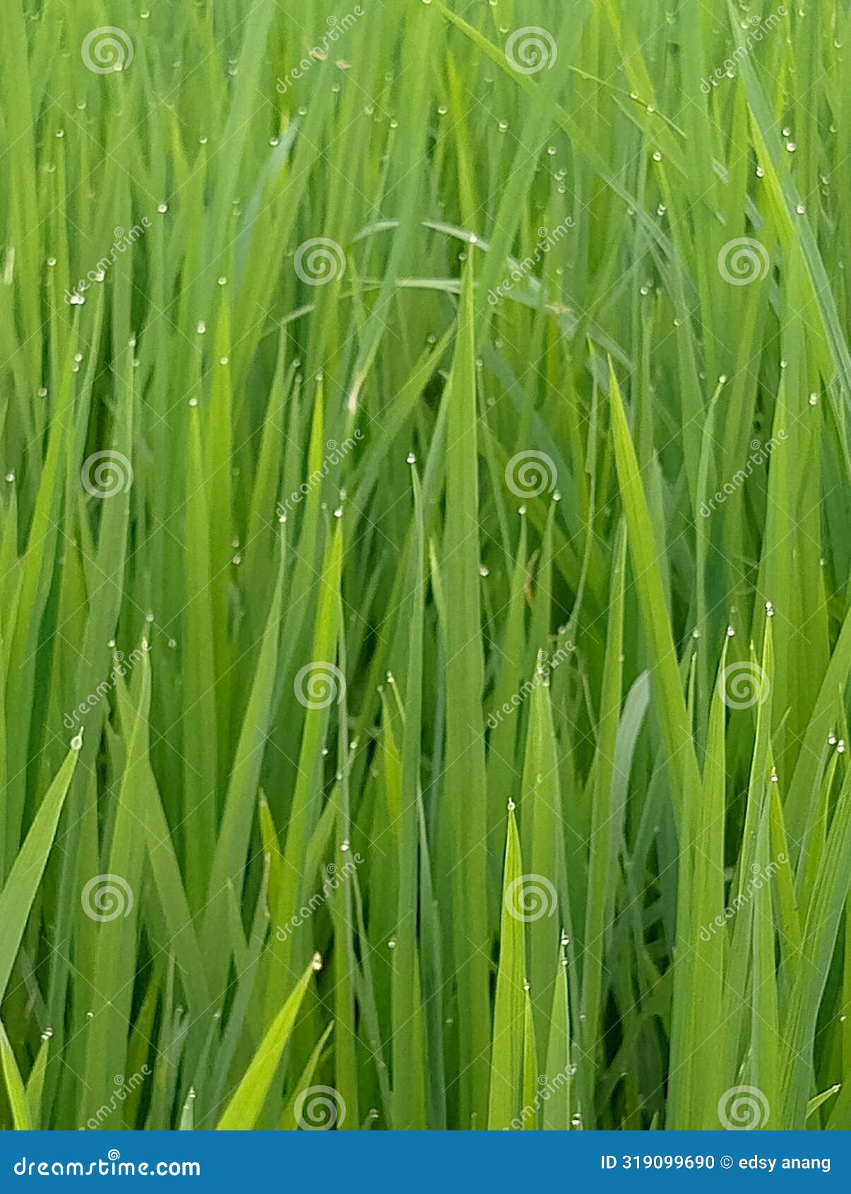 Rice Plant Leaves with Water Droplets at the Tip of the Leaf Stock ...