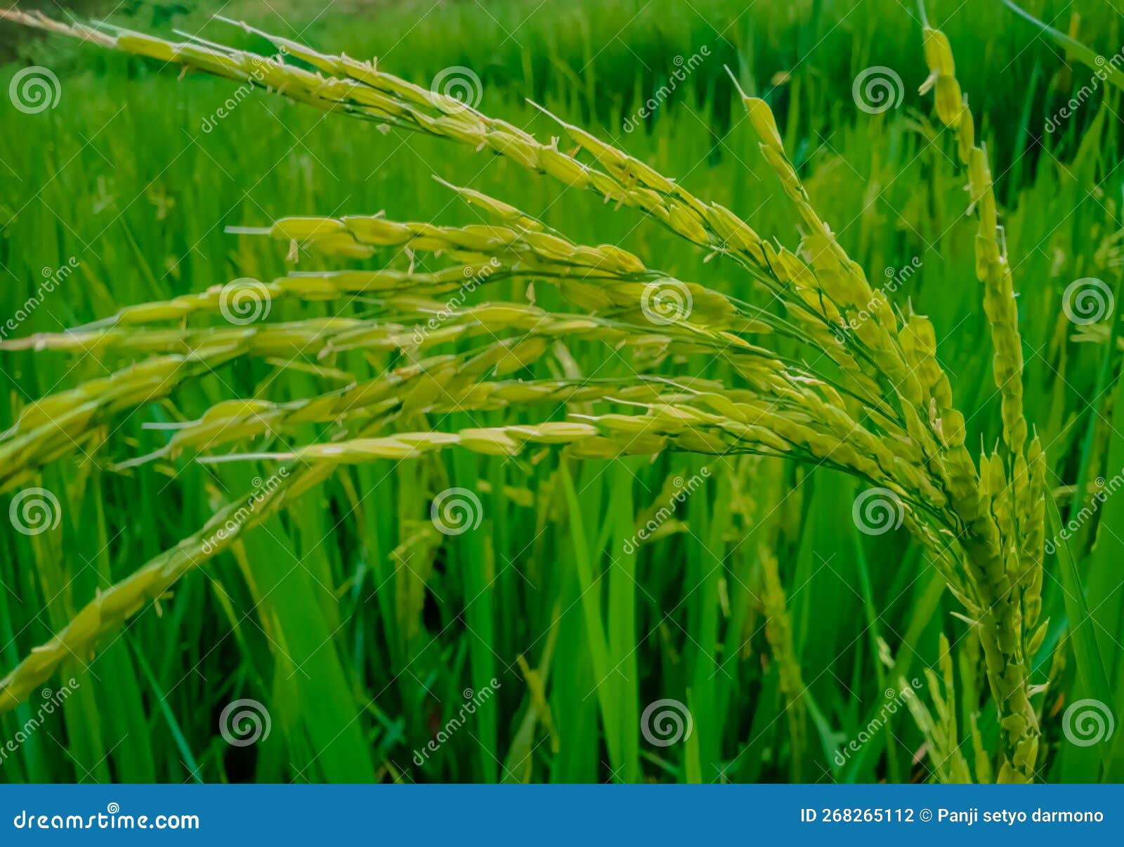 Rice Colors.the Rice Plant Mid To Harvest Up on Java Farm in Indonesia ...