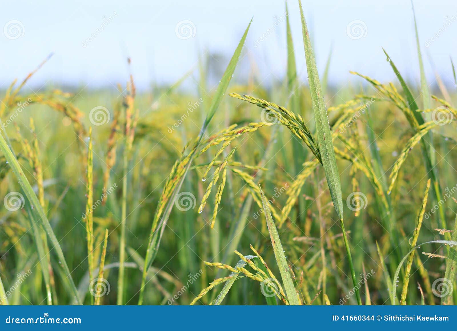 Rice plant stock photo. Image of harvest, landscape, ripen - 41660344