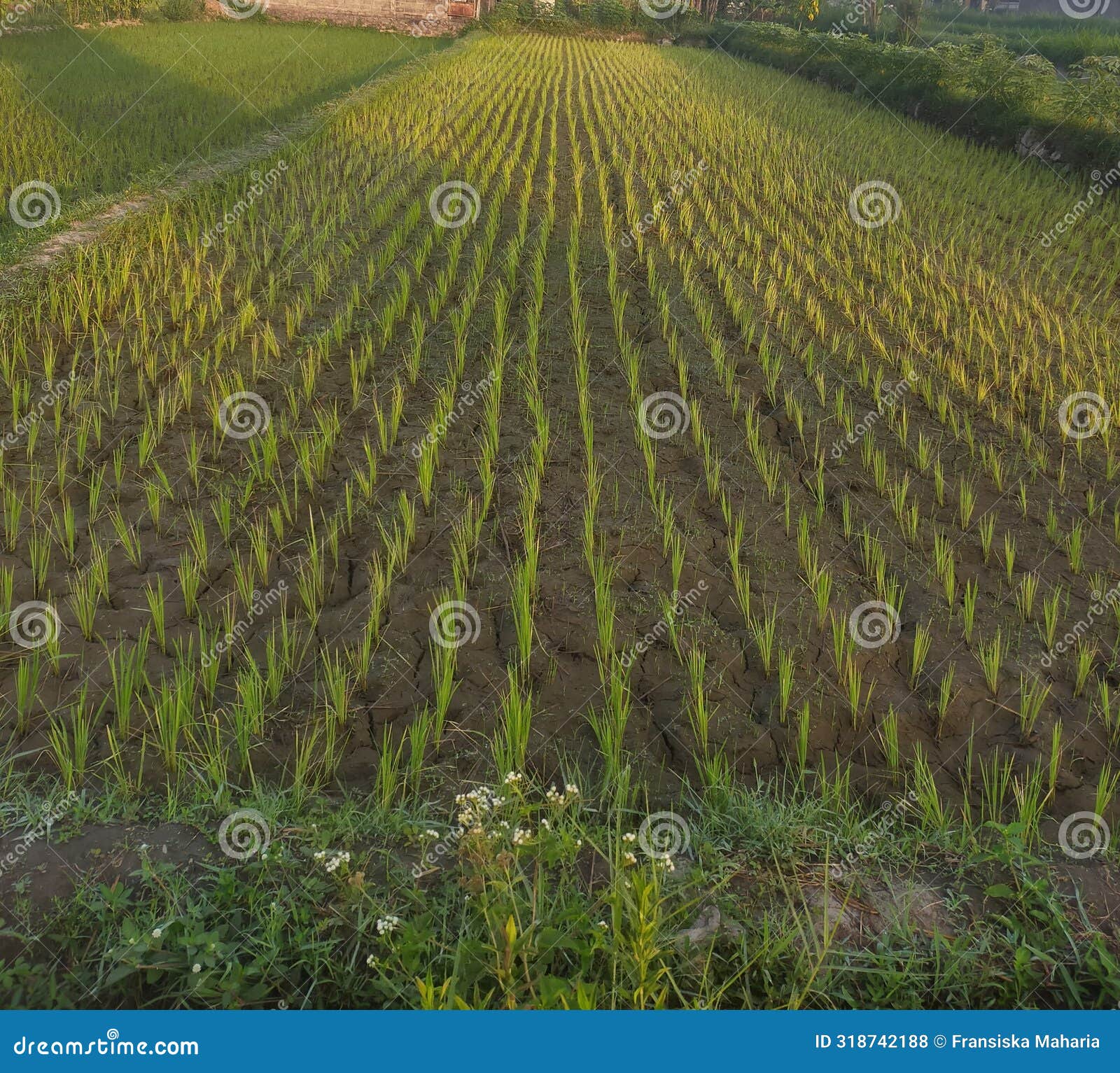 Rice Plant Nursery in the Field at Klaten Central Java Stock Photo ...