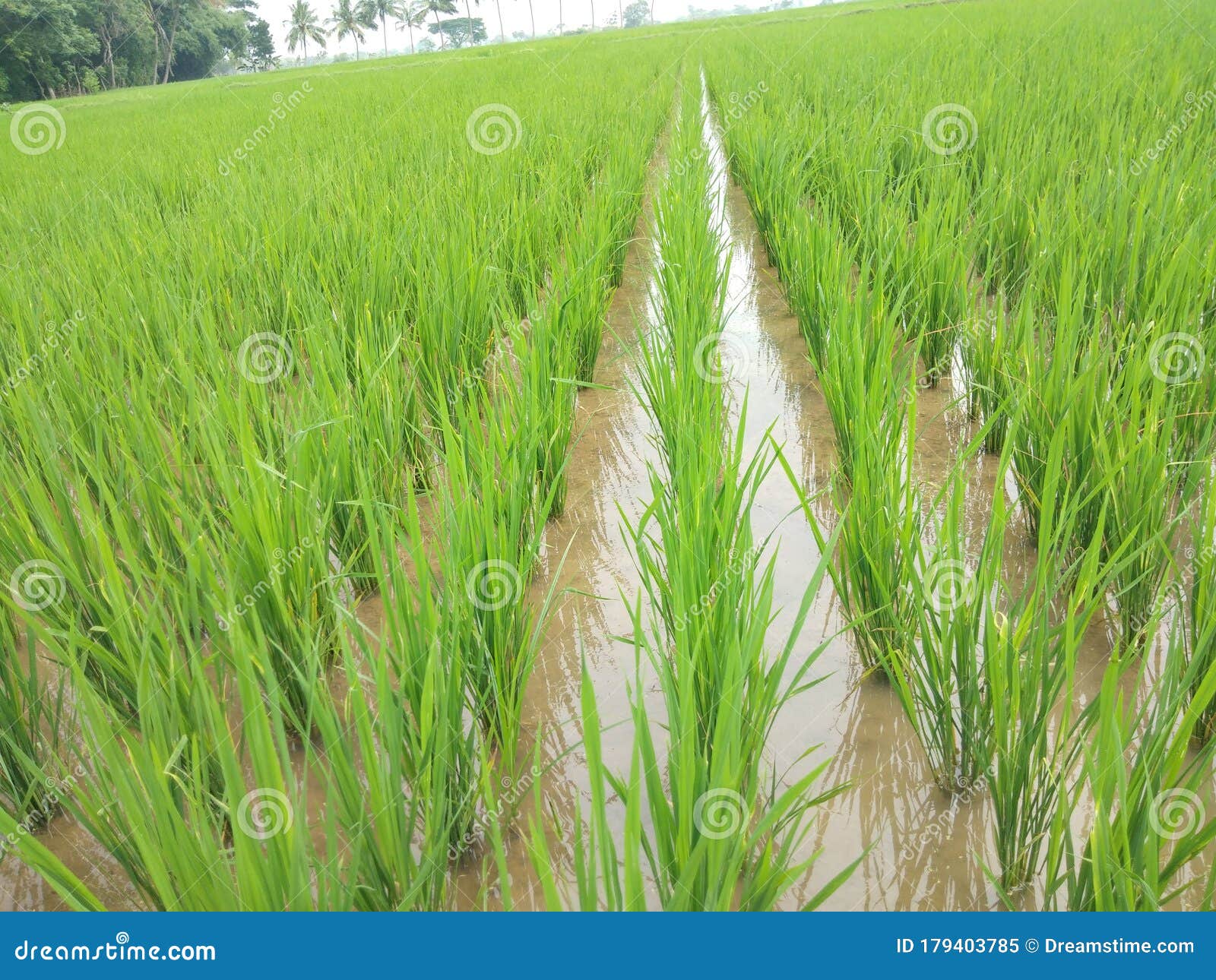 Rice plant in our farm stock image. Image of plant, farm - 179403785