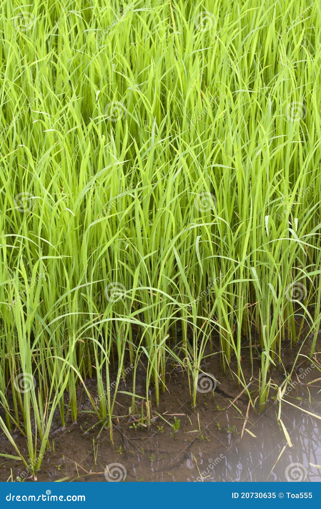 Rice plant in paddy stock image. Image of fresh, asian - 20730635