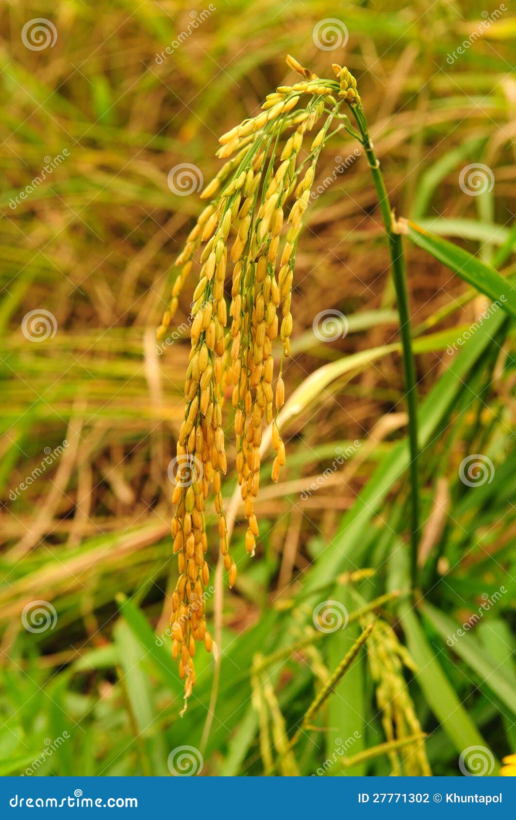 Rice plant in paddy stock photo. Image of golden, color - 27771302