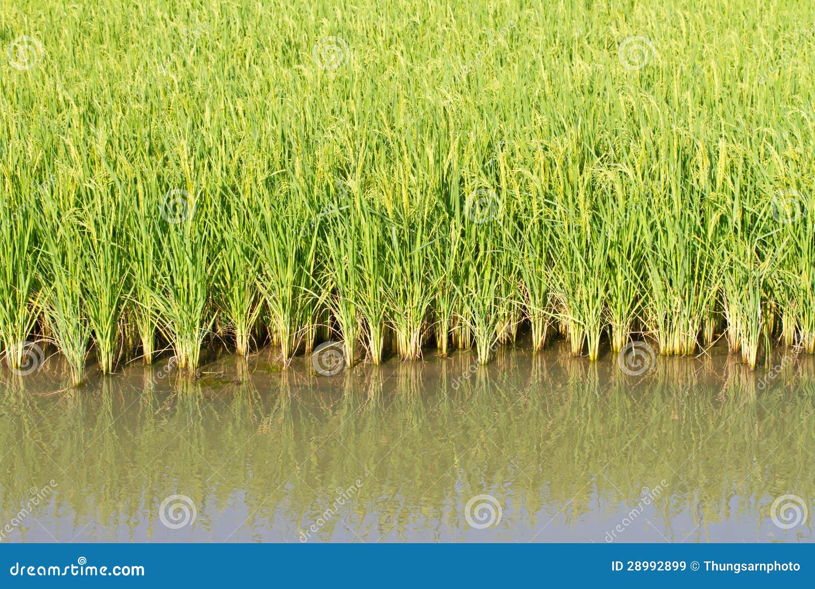 Rice plant in paddy stock image. Image of burma, farm - 28992899