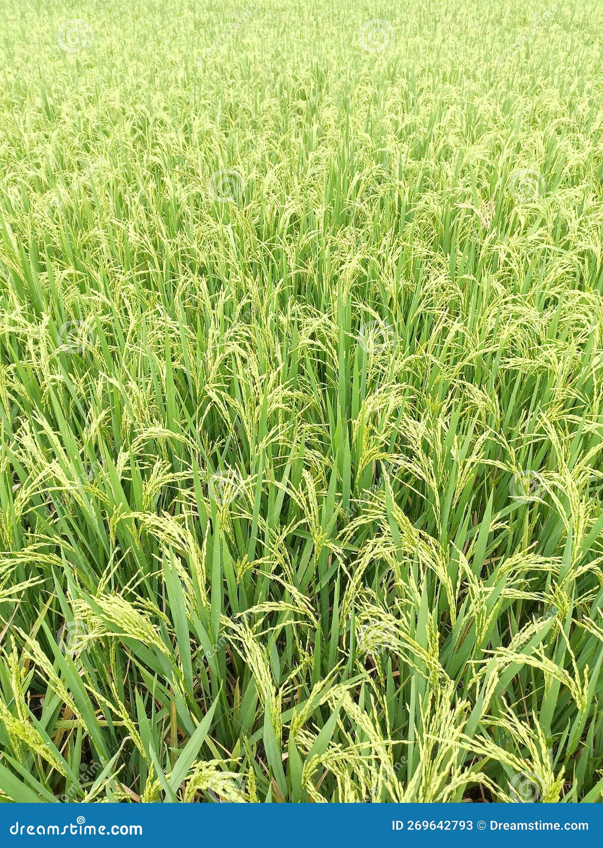 Rice plant in paddy field stock image. Image of meadow - 269642793
