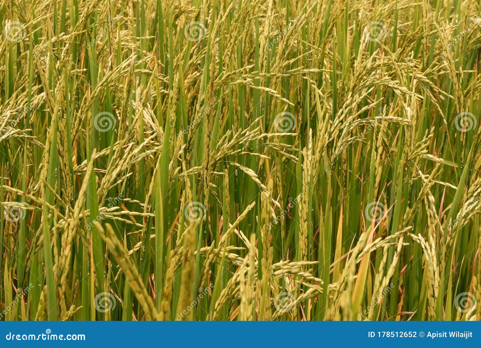 Rice Plant Pattern on Paddy Field in Thailand. Stock Photo - Image of ...