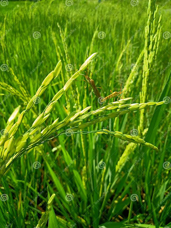 Rice plant pests stock image. Image of nature, pests - 313196529