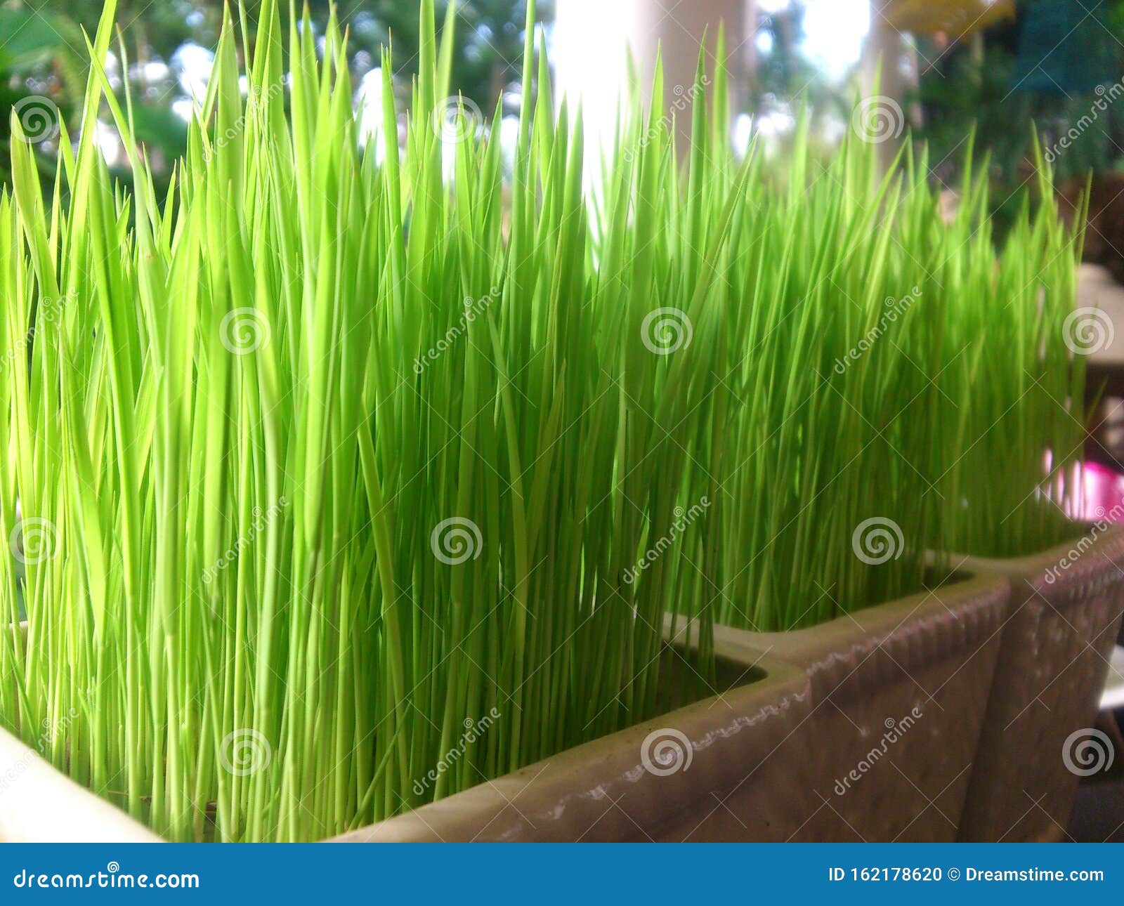 Rice plant in pot stock photo. Image of green, nature - 162178620