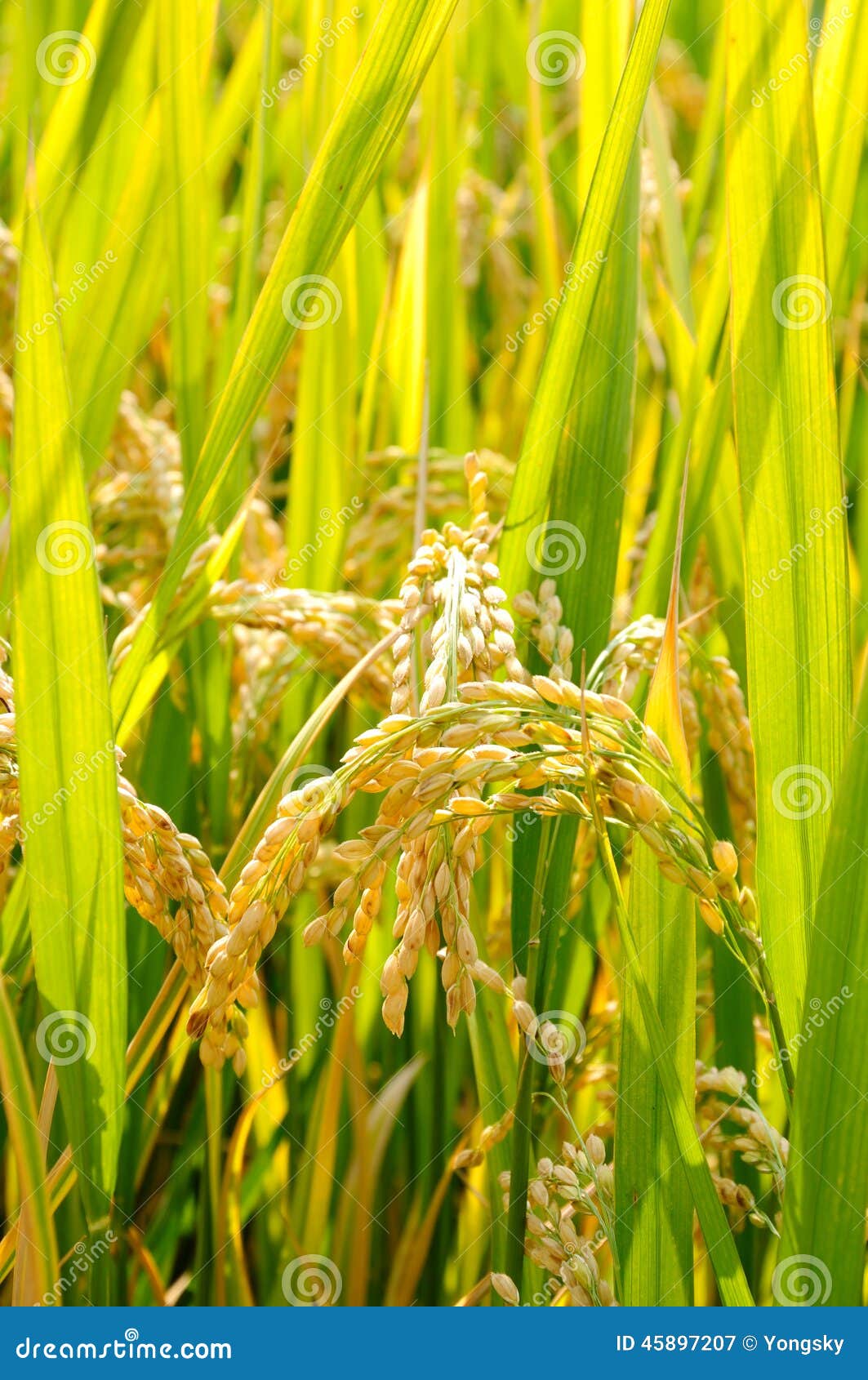 Rice Plant Stock Photo - Image: 45897207