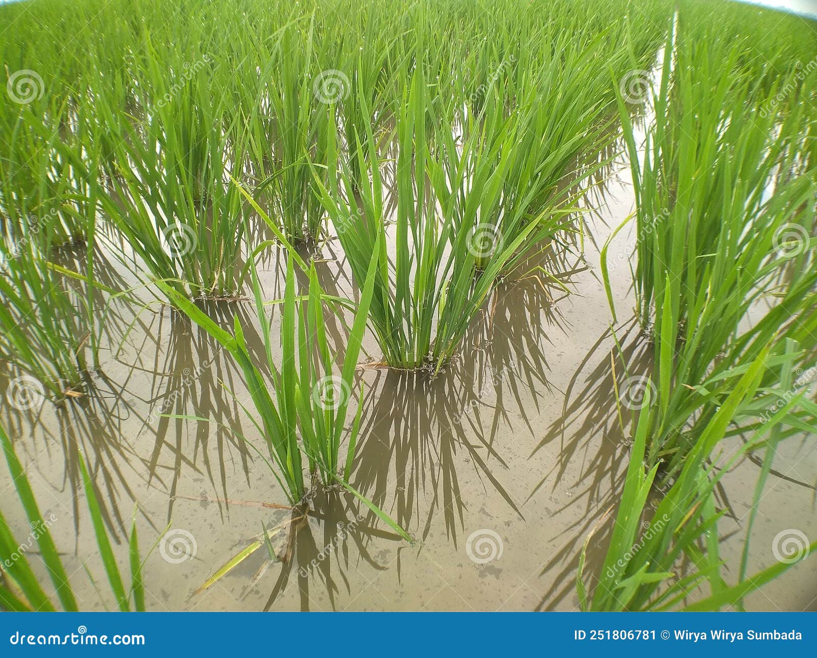 Rice Plant with Reflection in Water Stock Image - Image of rice ...
