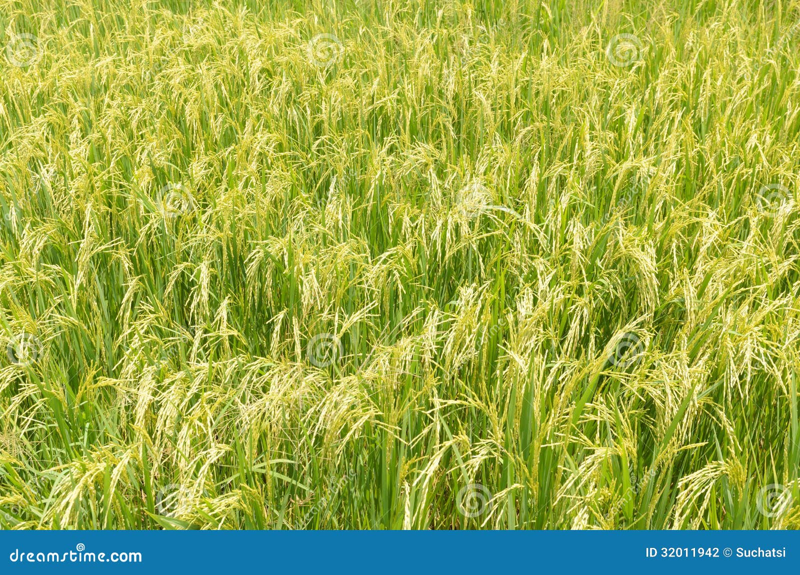 Rice plant in rice field stock photo. Image of gold, agriculture - 32011942