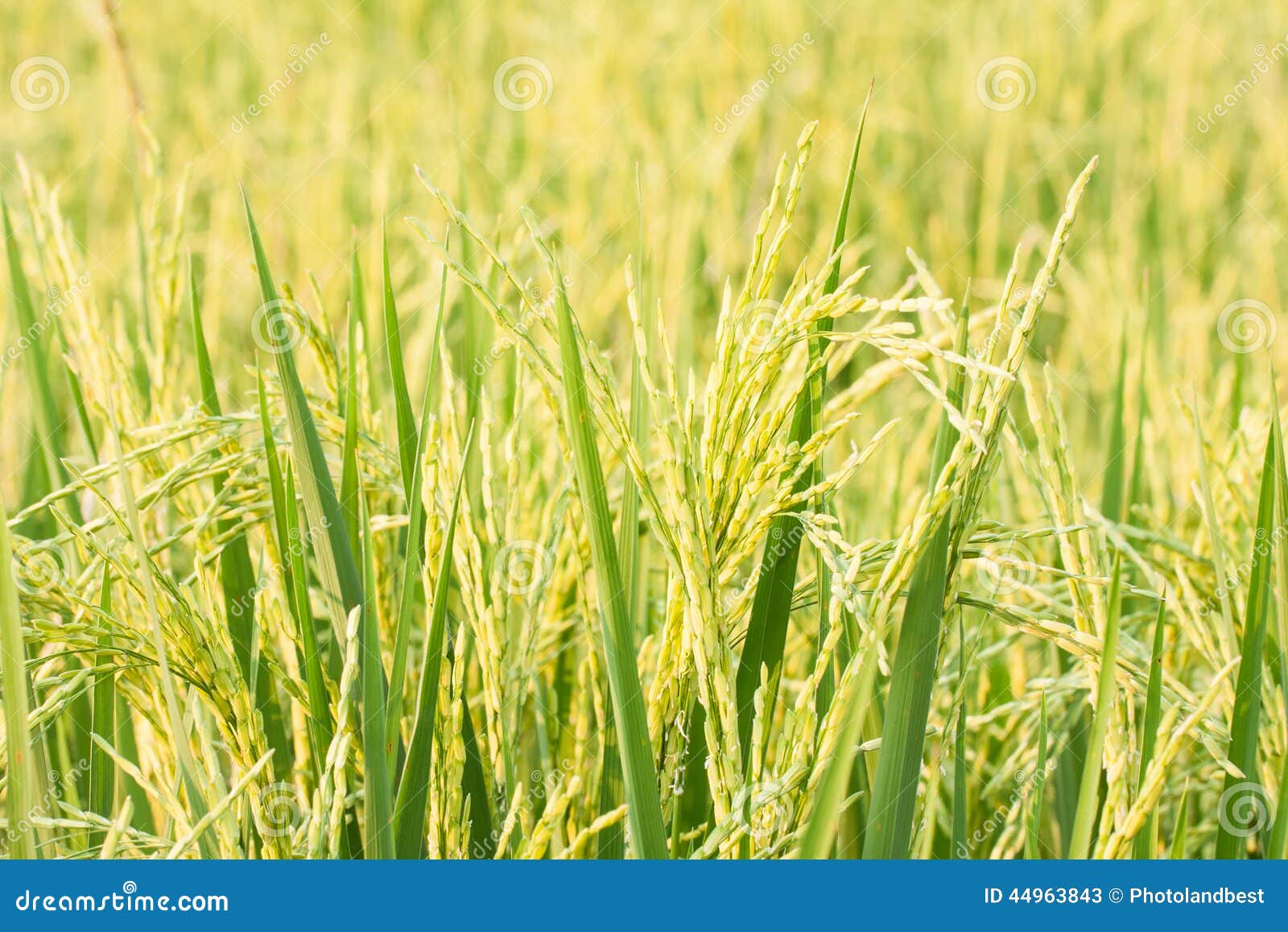 Rice plant in rice field. stock image. Image of golden - 44963843