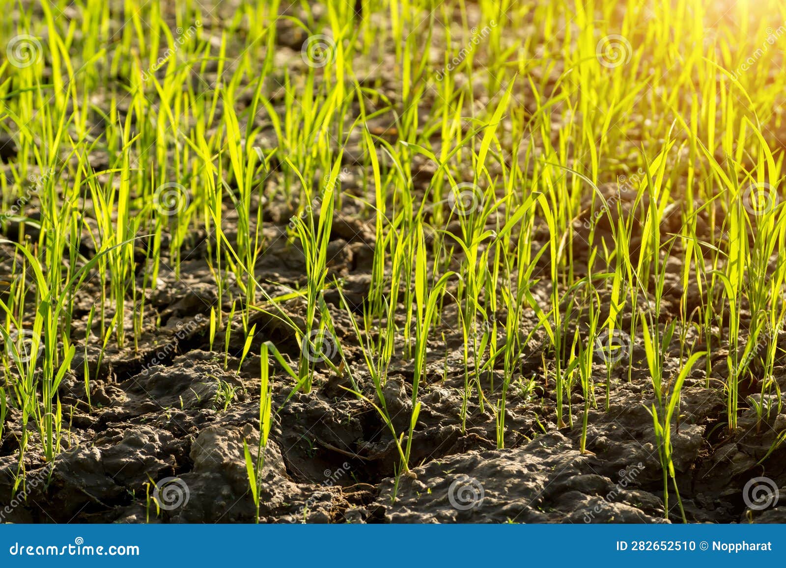 Rice Plant in Rice Field with Sunlight Stock Photo - Image of farming ...