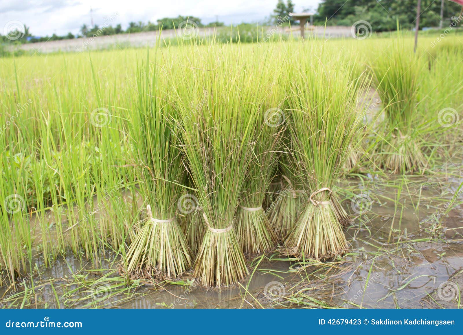 Rice plant in rice field stock image. Image of farmland - 42679423
