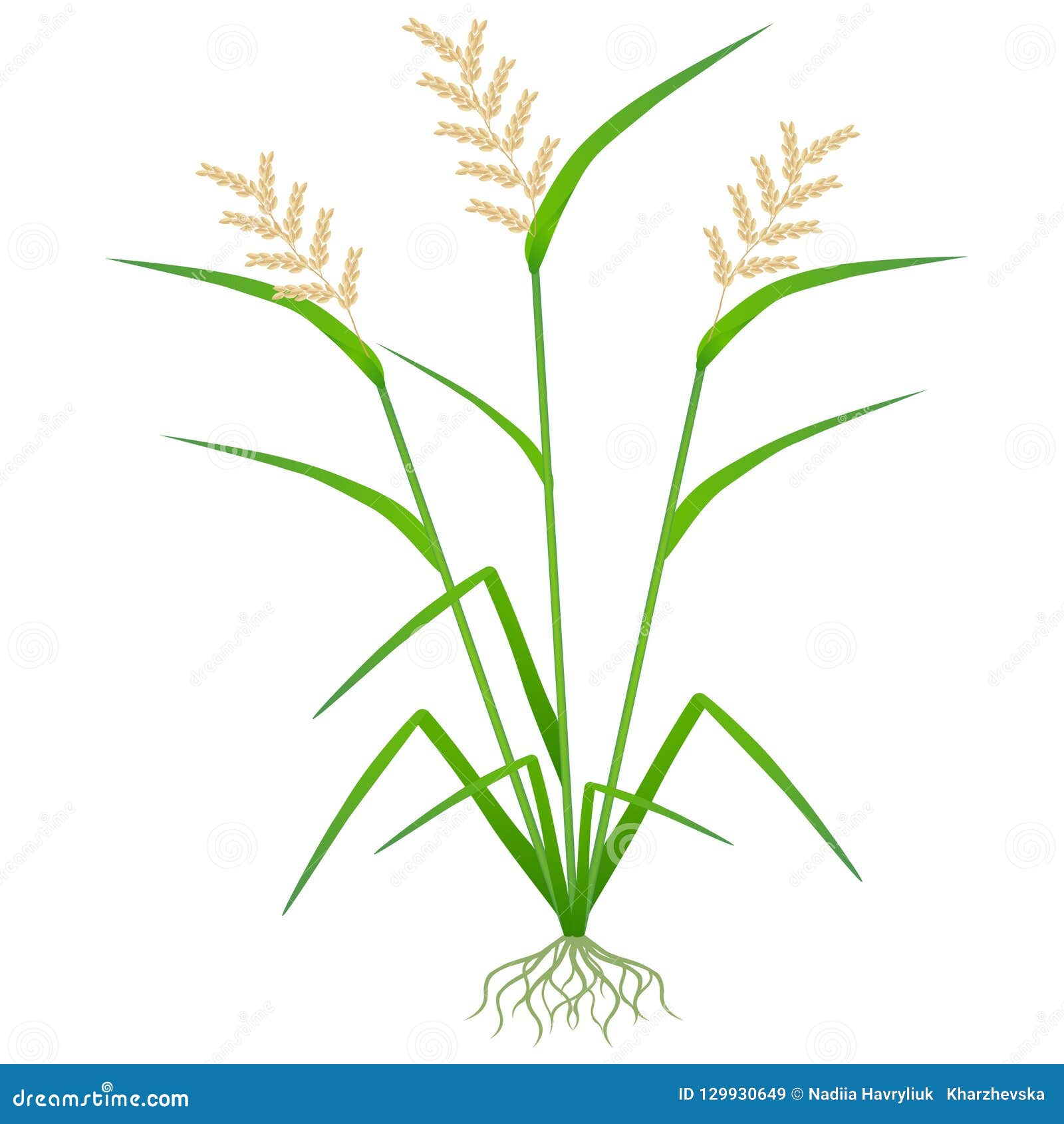 Rice Plant with Roots Isolated on White Background. Stock Vector ...