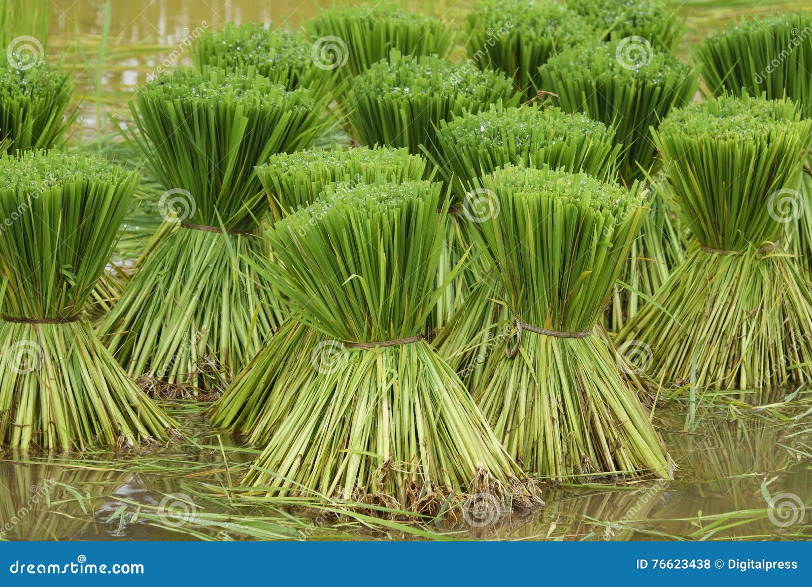 Rice Plant Seedling stock photo. Image of green, bundle - 76623438