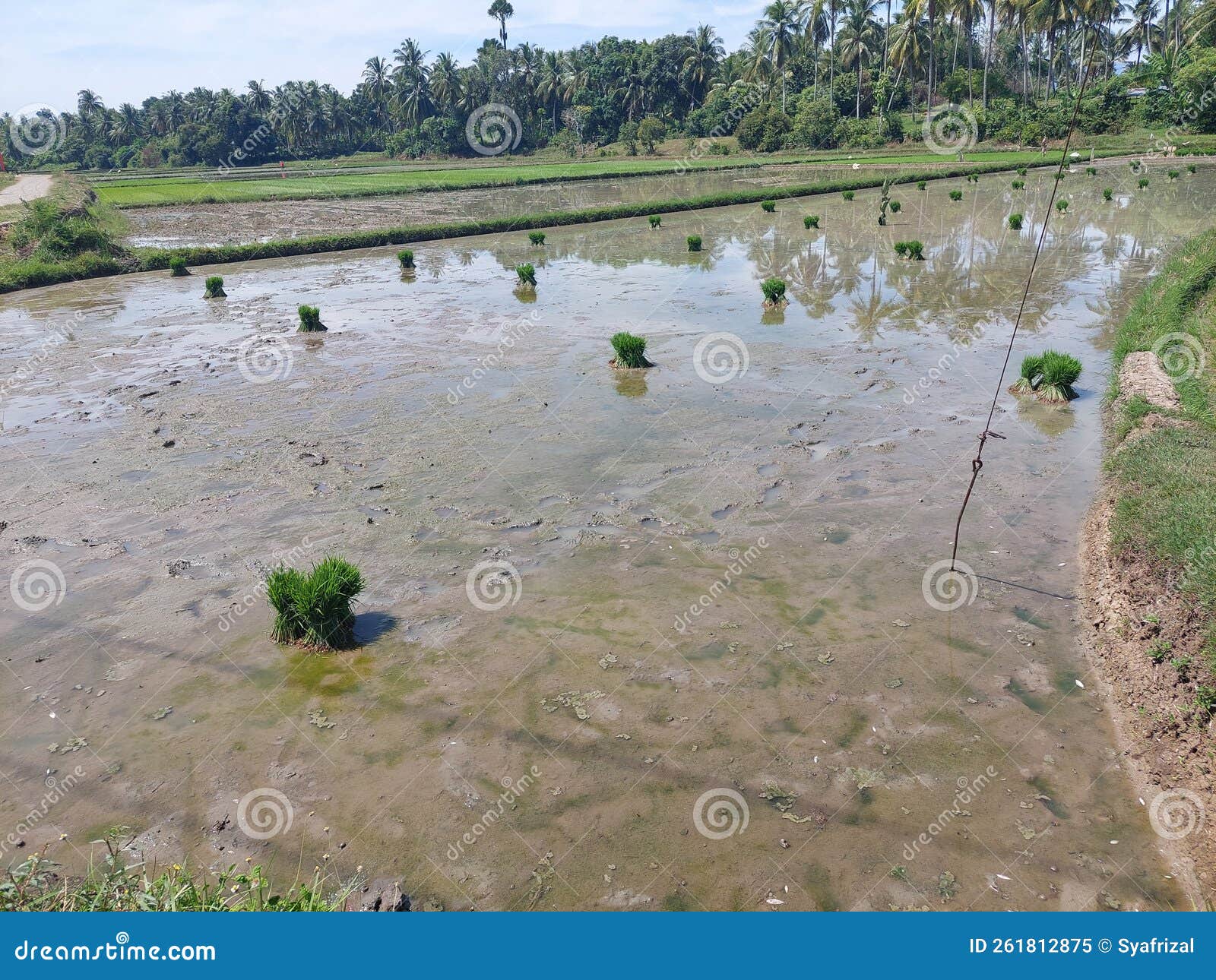 Rice Plant Seeds For Planting Stock Image Image Of Seeds Planting 261812875