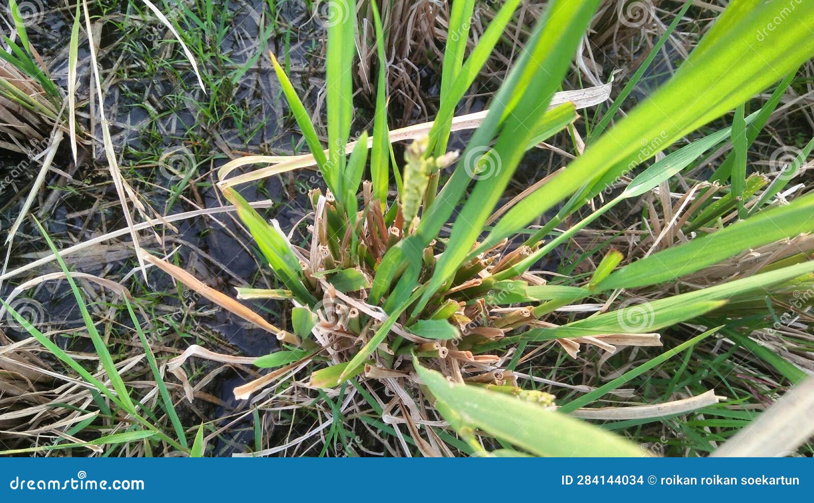 Rice plant stems stock photo. Image of leaf, produce - 284144034