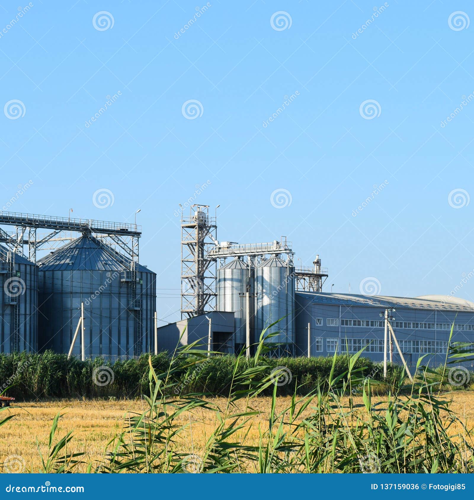 The rice plant stock photo. Image of barrels, factory - 137159036