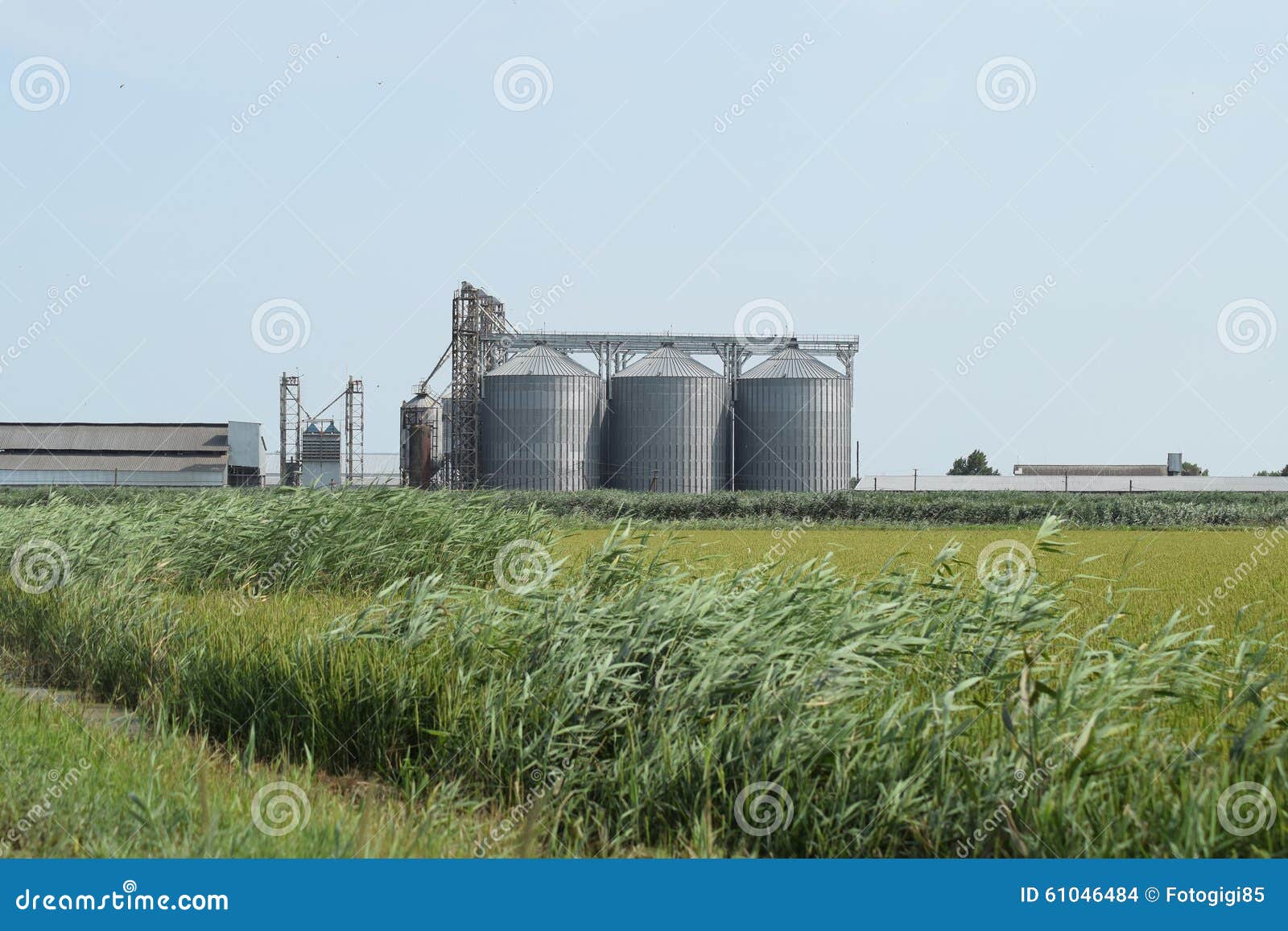 Rice plant stock photo. Image of country, business, industry - 61046484