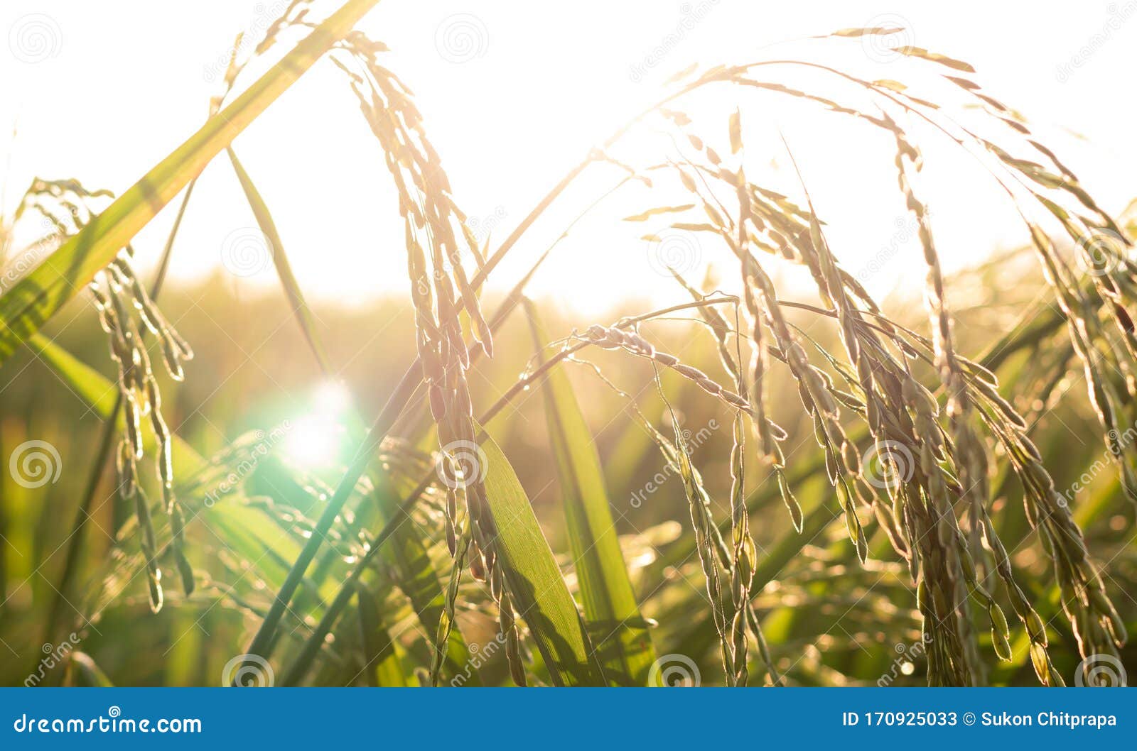 Rice plant and sunlight stock image. Image of field - 170925033