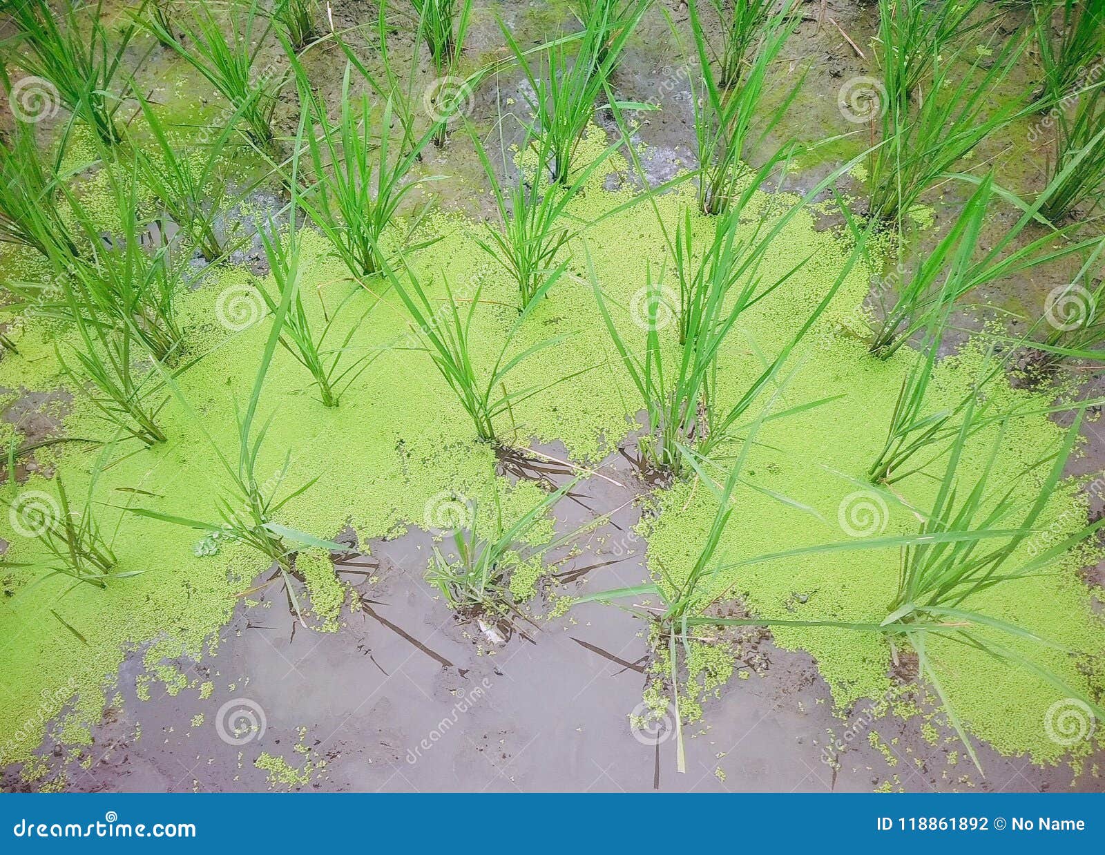 The Rice Plant in the Swamp Stock Photo - Image of padi, swamp: 118861892
