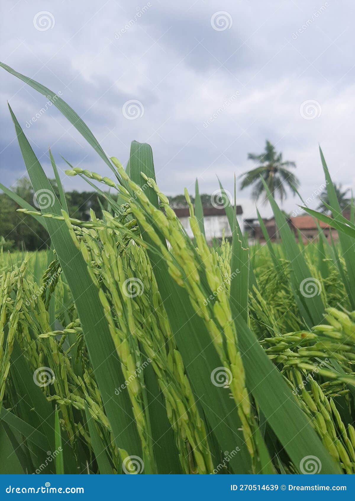 Rice Plant Sway by the Wind Stock Image - Image of grass, food: 270514639