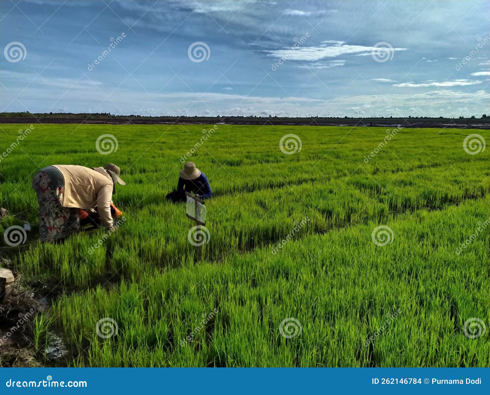 Rice plant transfer stock photo. Image of crop, agriculture - 262146784