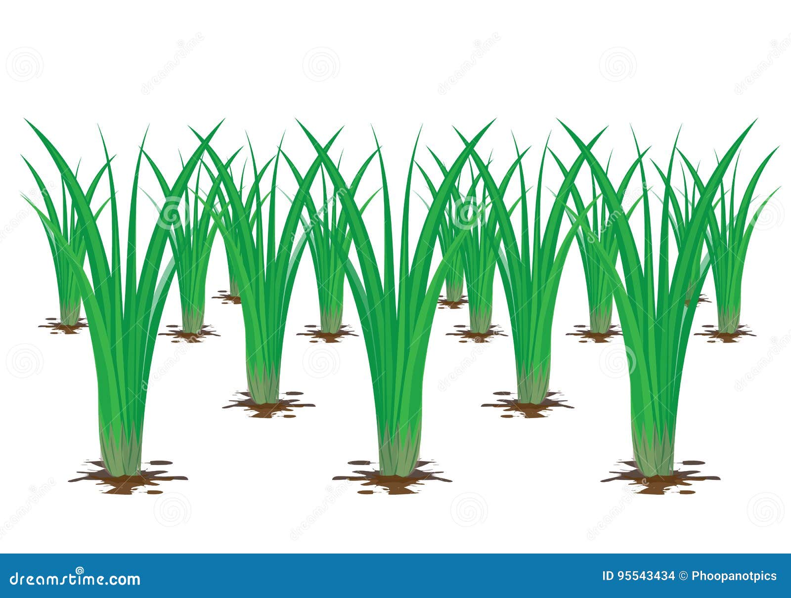 Rice plant stock vector. Illustration of farmer, paddy - 95543434