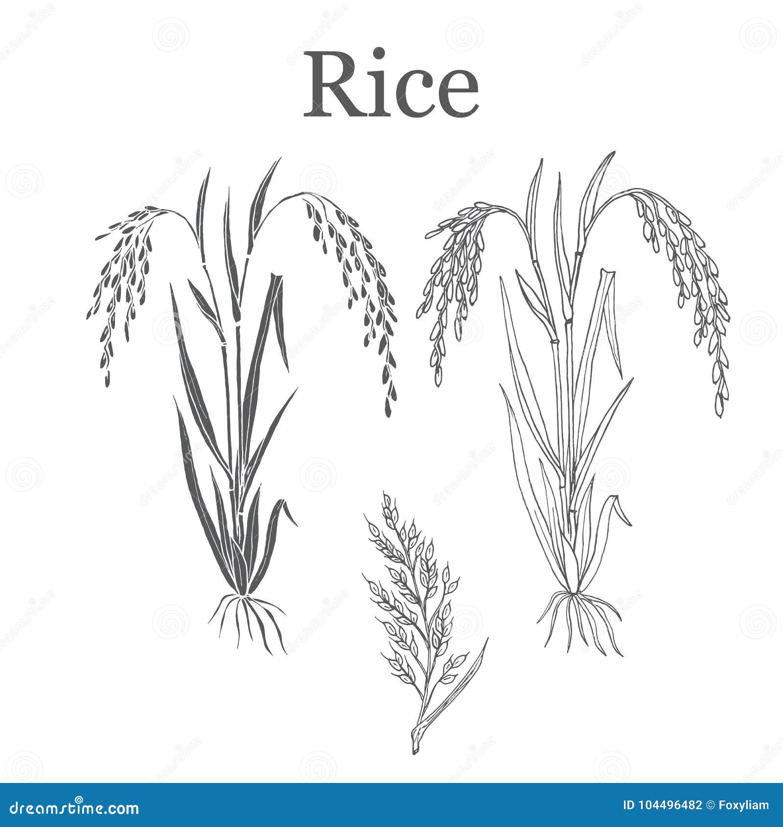Rice Plant Vector Illustration Stock Vector - Illustration of field ...