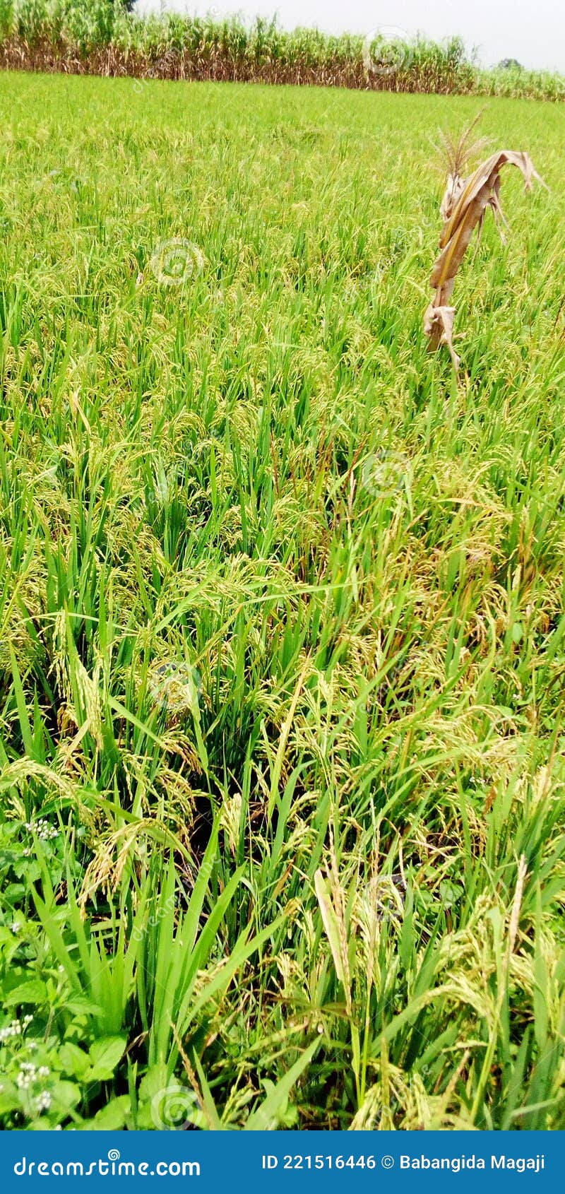 A Rice Plant is Very Beautiful Green Plant Stock Photo - Image of plant ...