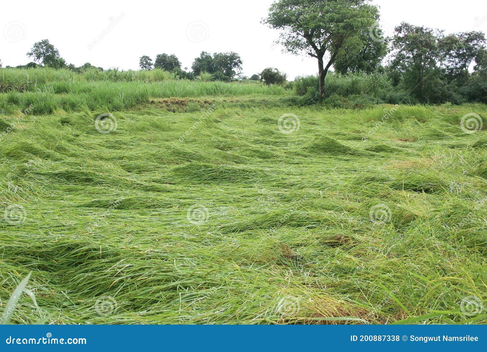 Rice Fields Falling Down after Storm. Stock Photo - Image of dark ...