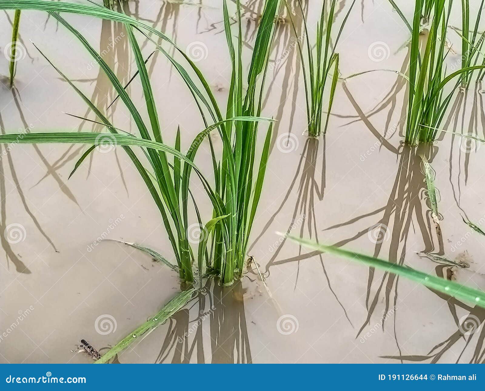 A rice plant in water stock photo. Image of rice, water - 191126644