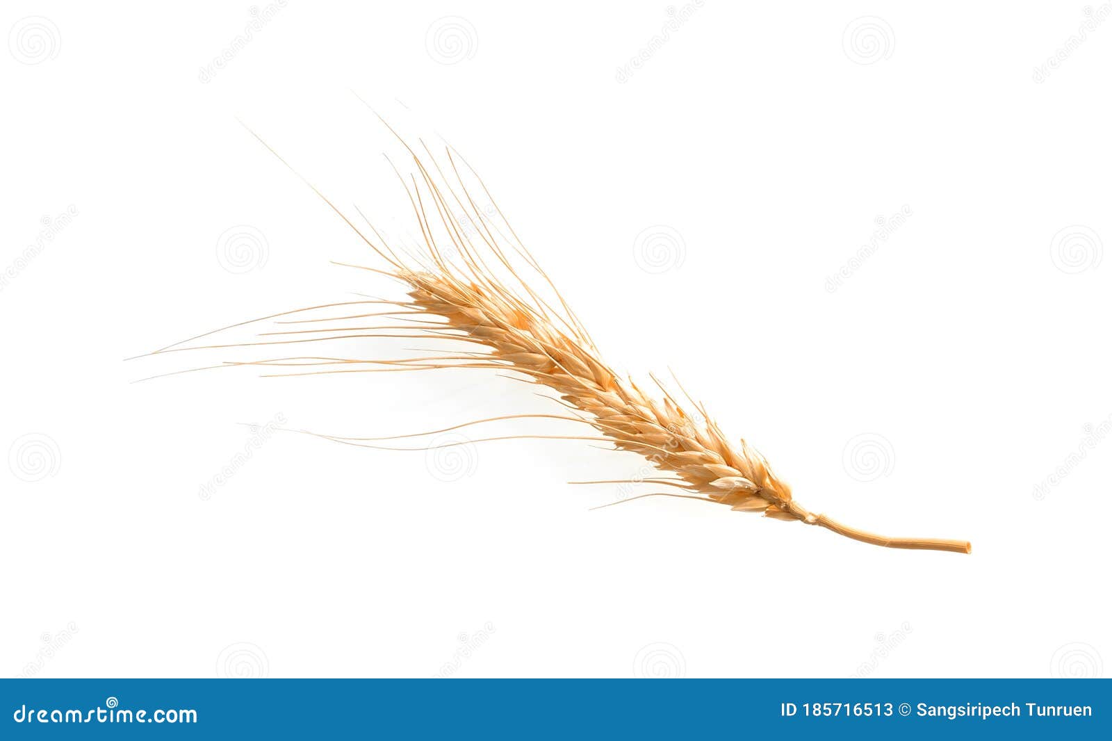 Rice Plant on White Background Stock Image - Image of asia, paddy ...