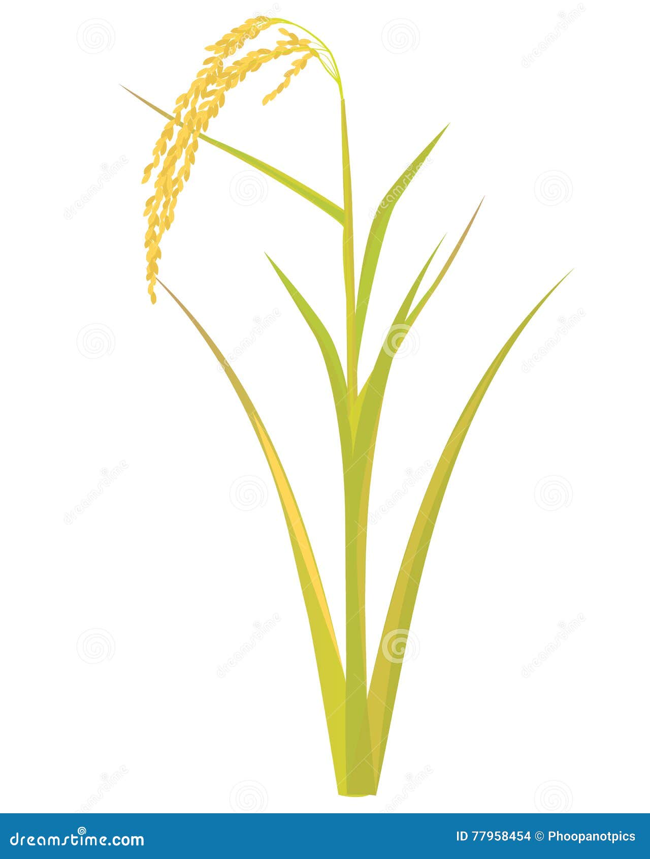 Rice plant stock illustration. Illustration of countryside - 77958454