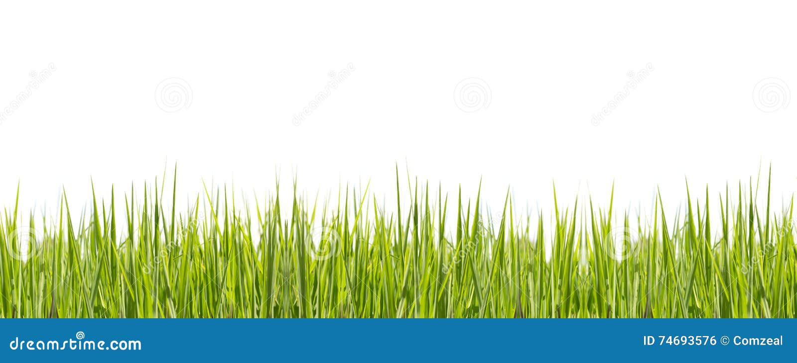 Rice Plant on White Background Stock Photo - Image of isolated, rice ...
