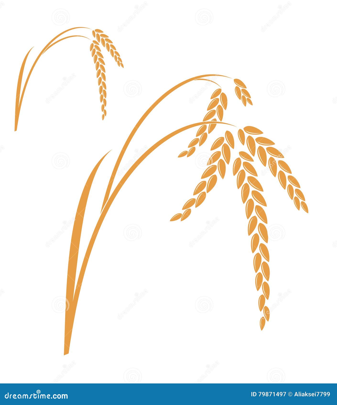 Rice. Plant on White Background Stock Vector - Illustration of grain ...