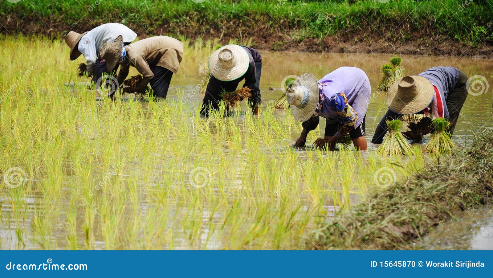 Rice Plantation stock photo. Image of asia, jasmine, farmer - 15645870