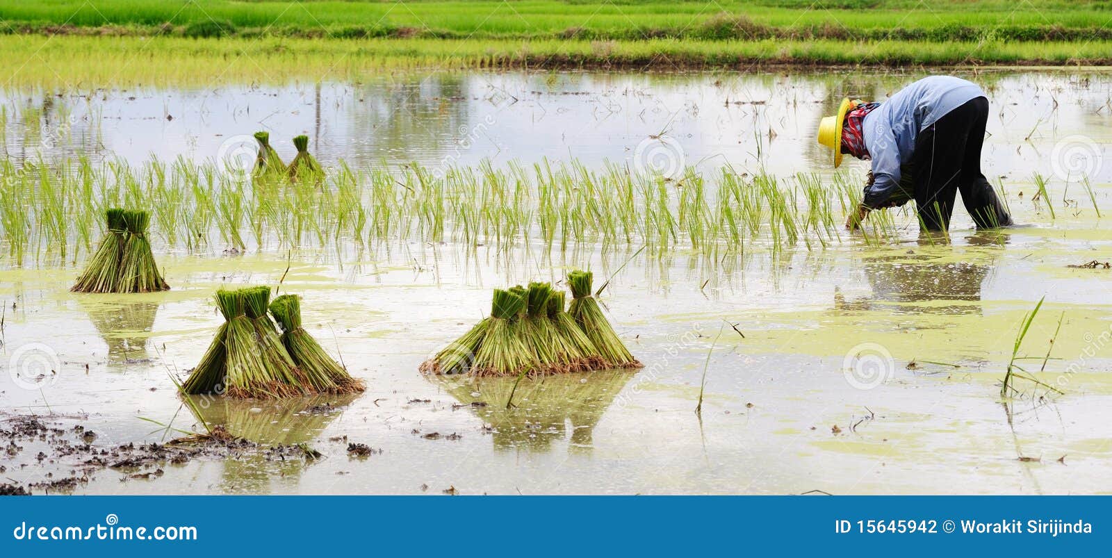 Rice Plantation stock photo. Image of field, plant, work - 15645942