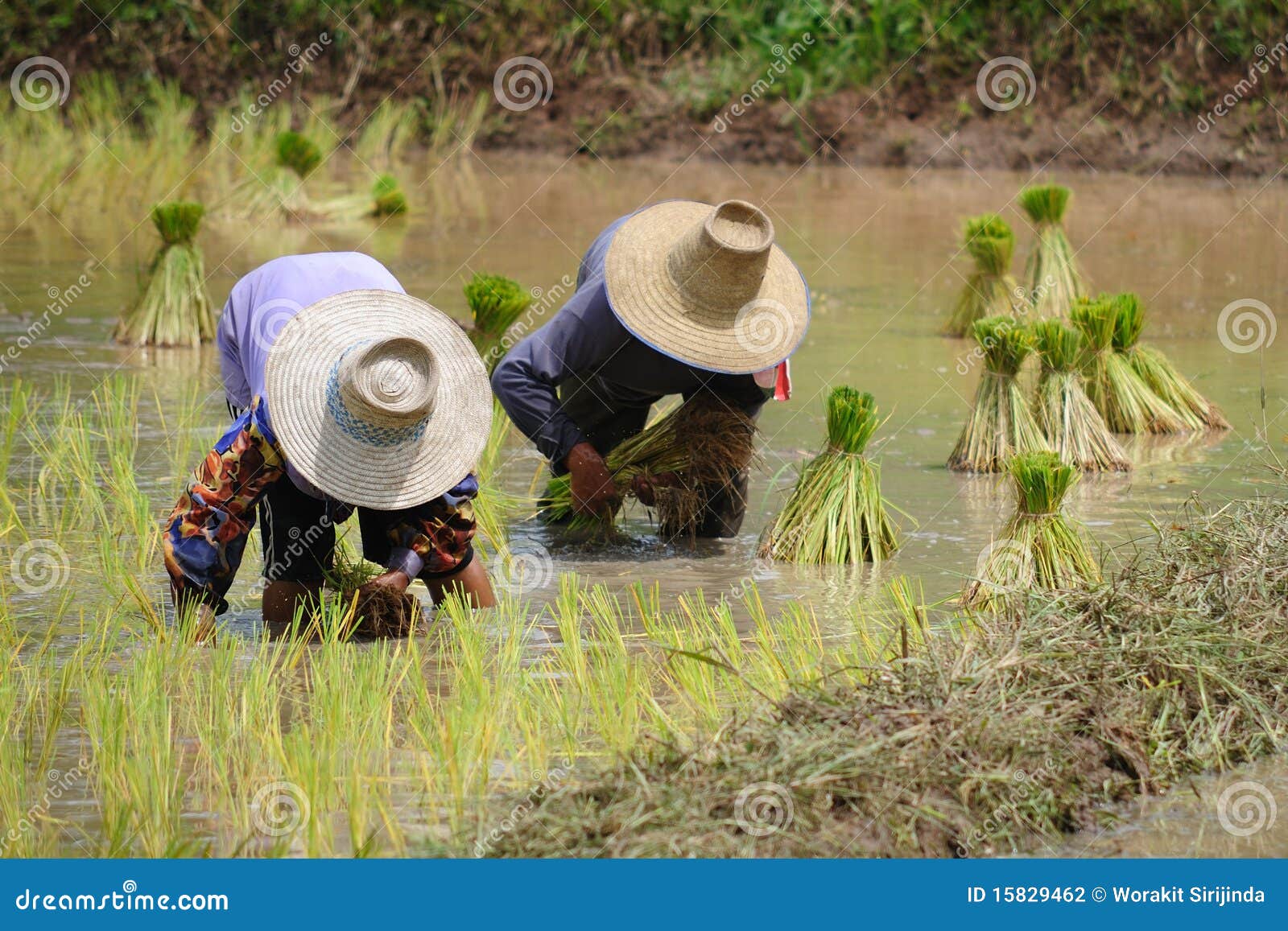 Rice Plantation stock photo. Image of field, work, paddy - 15829462