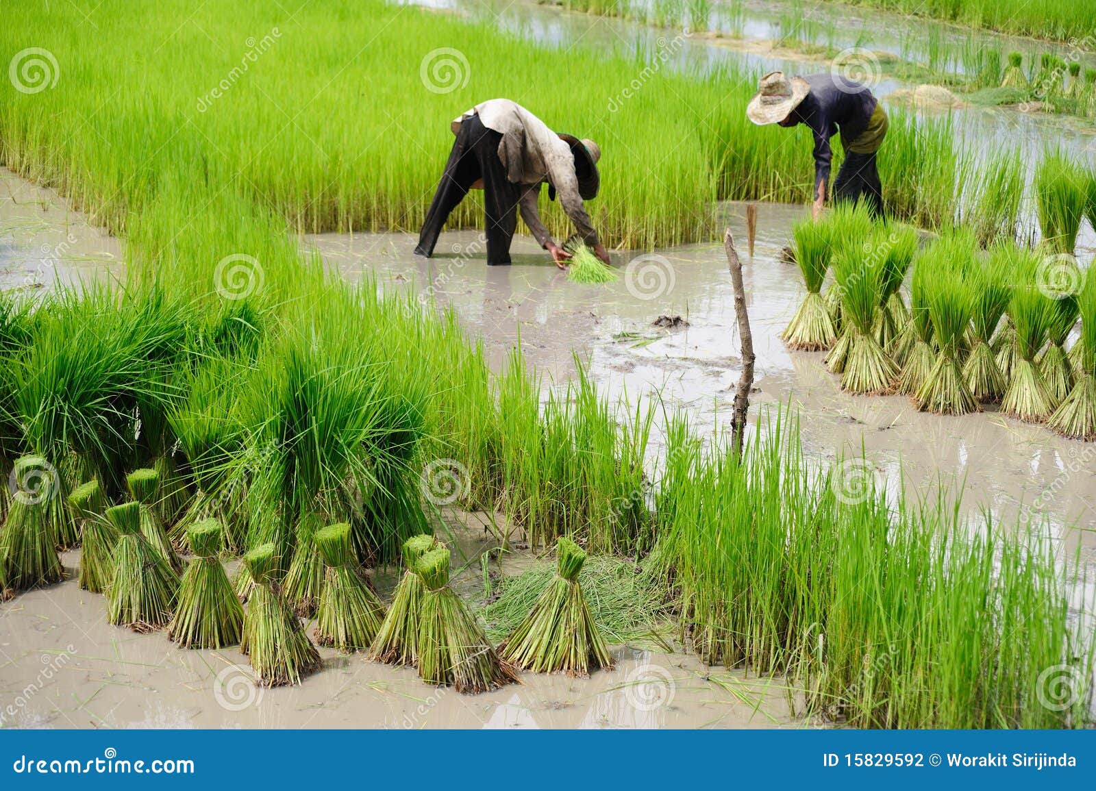 Rice Plantation stock photo. Image of thailand, agriculture - 15829592