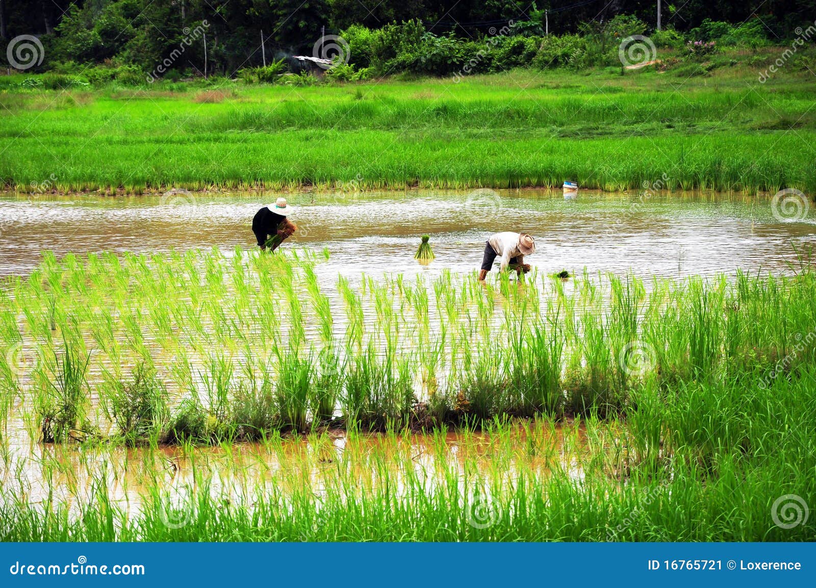 Rice plantation stock image. Image of grass, harvest - 16765721