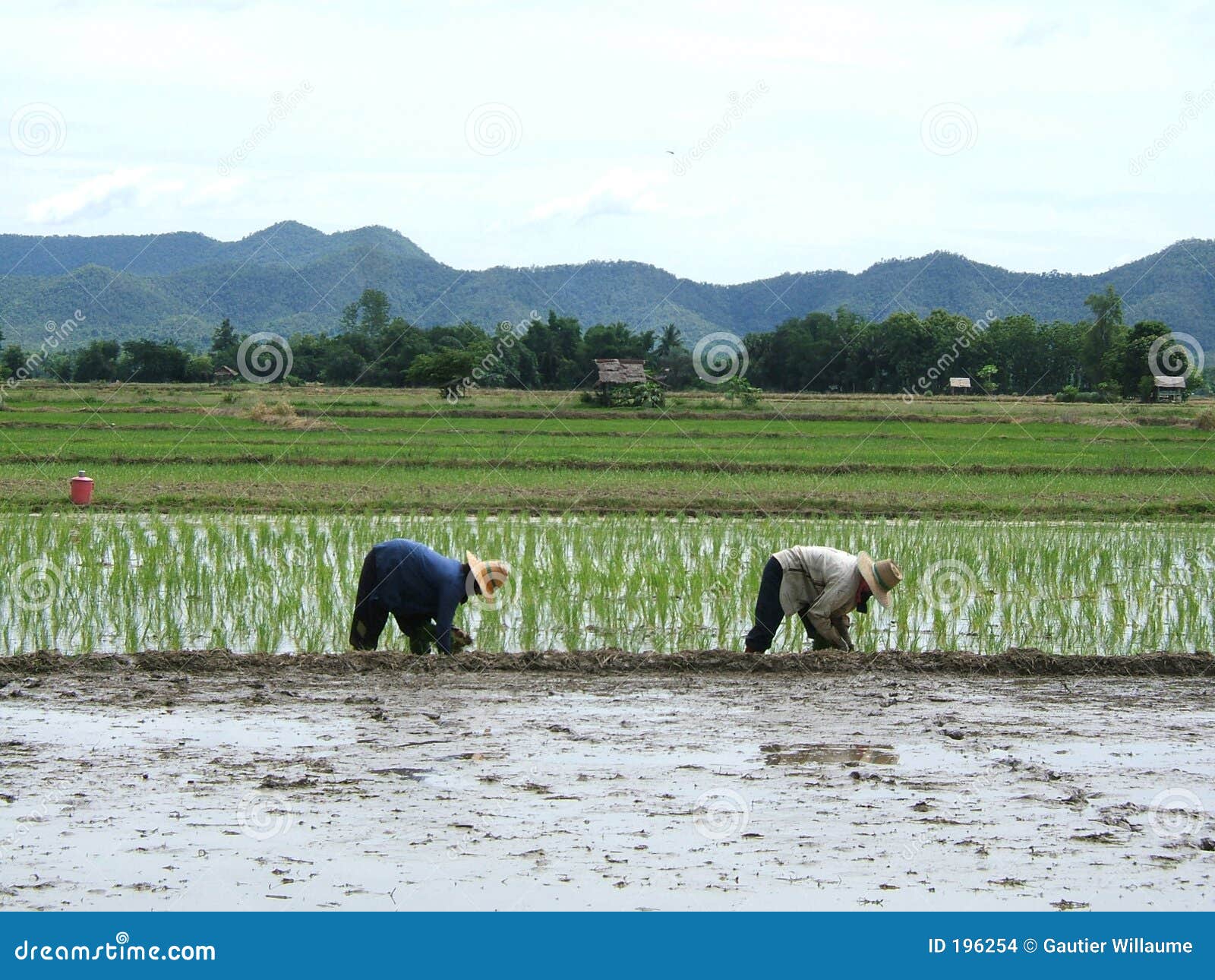 Rice plantation stock photo. Image of asia, rural, agriculture - 196254