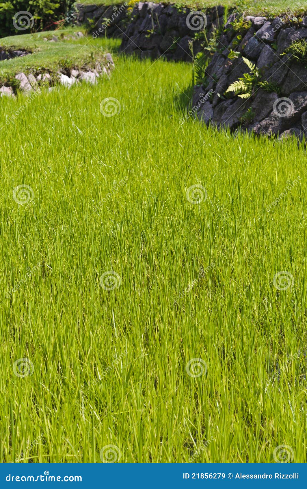 Rice plantation stock image. Image of land, foliage, plantation - 21856279