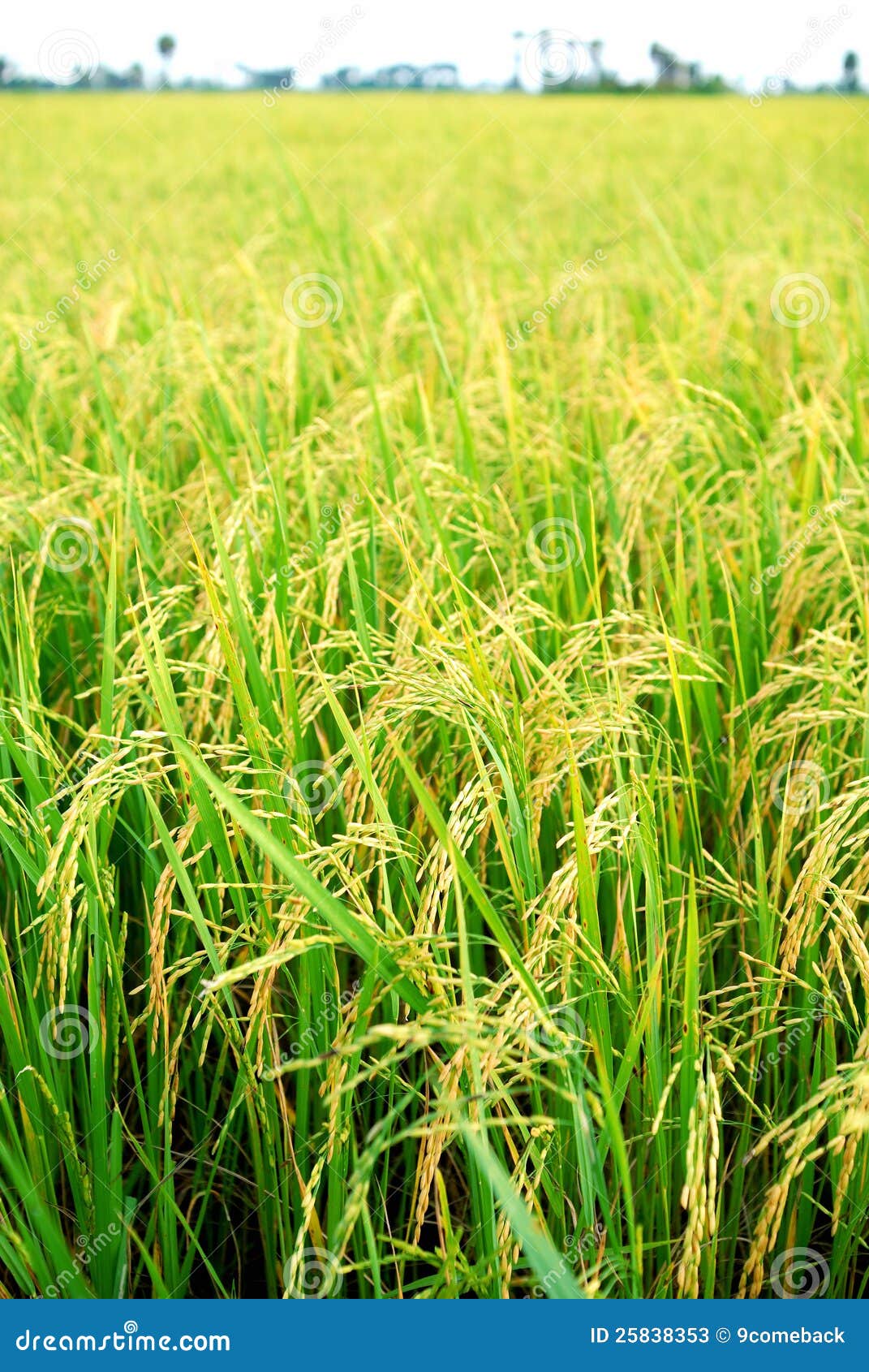 Rice plantation stock image. Image of golden, cereal - 25838353