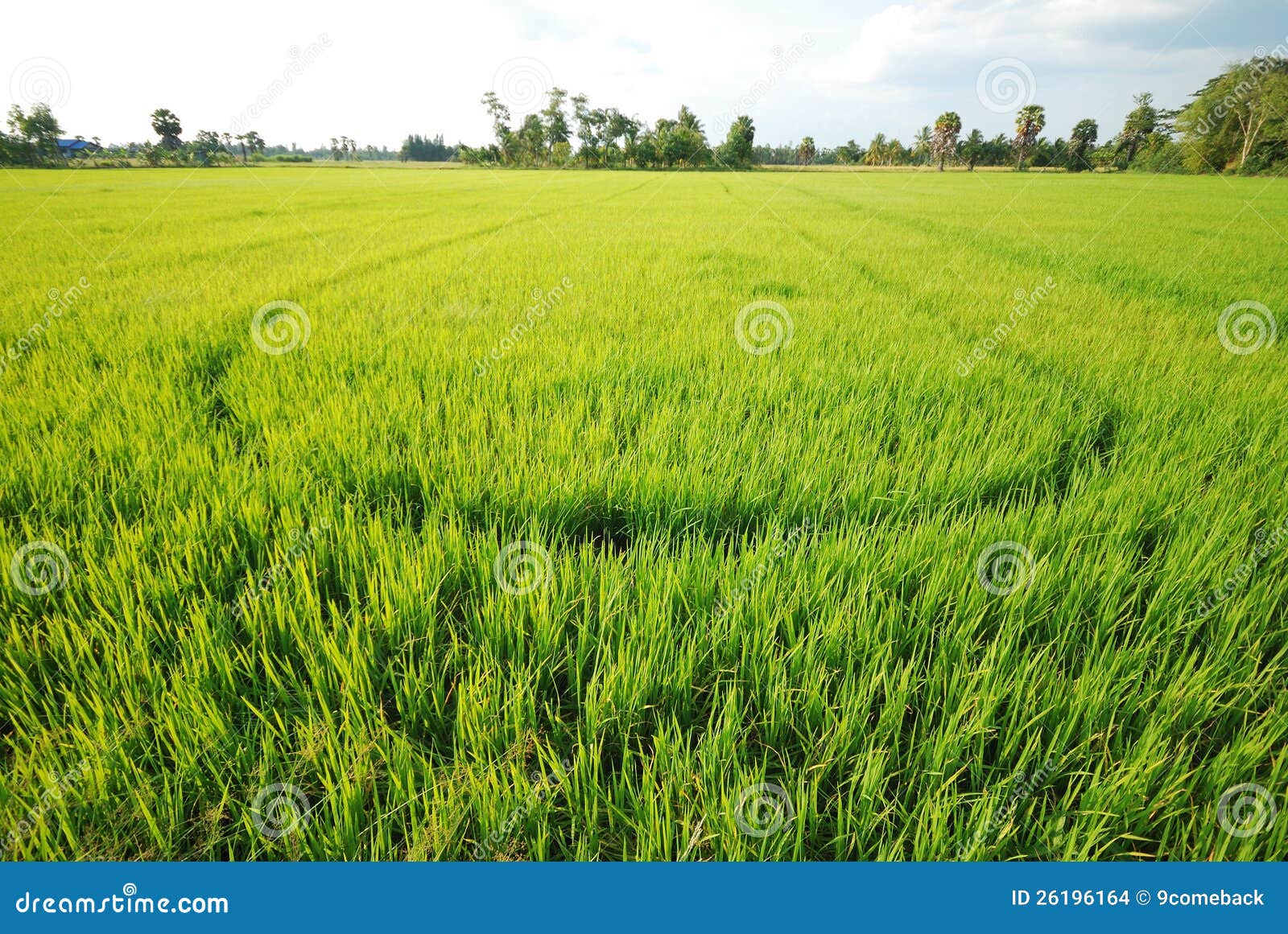 Rice plantation stock photo. Image of macro, gold, brown - 26196164