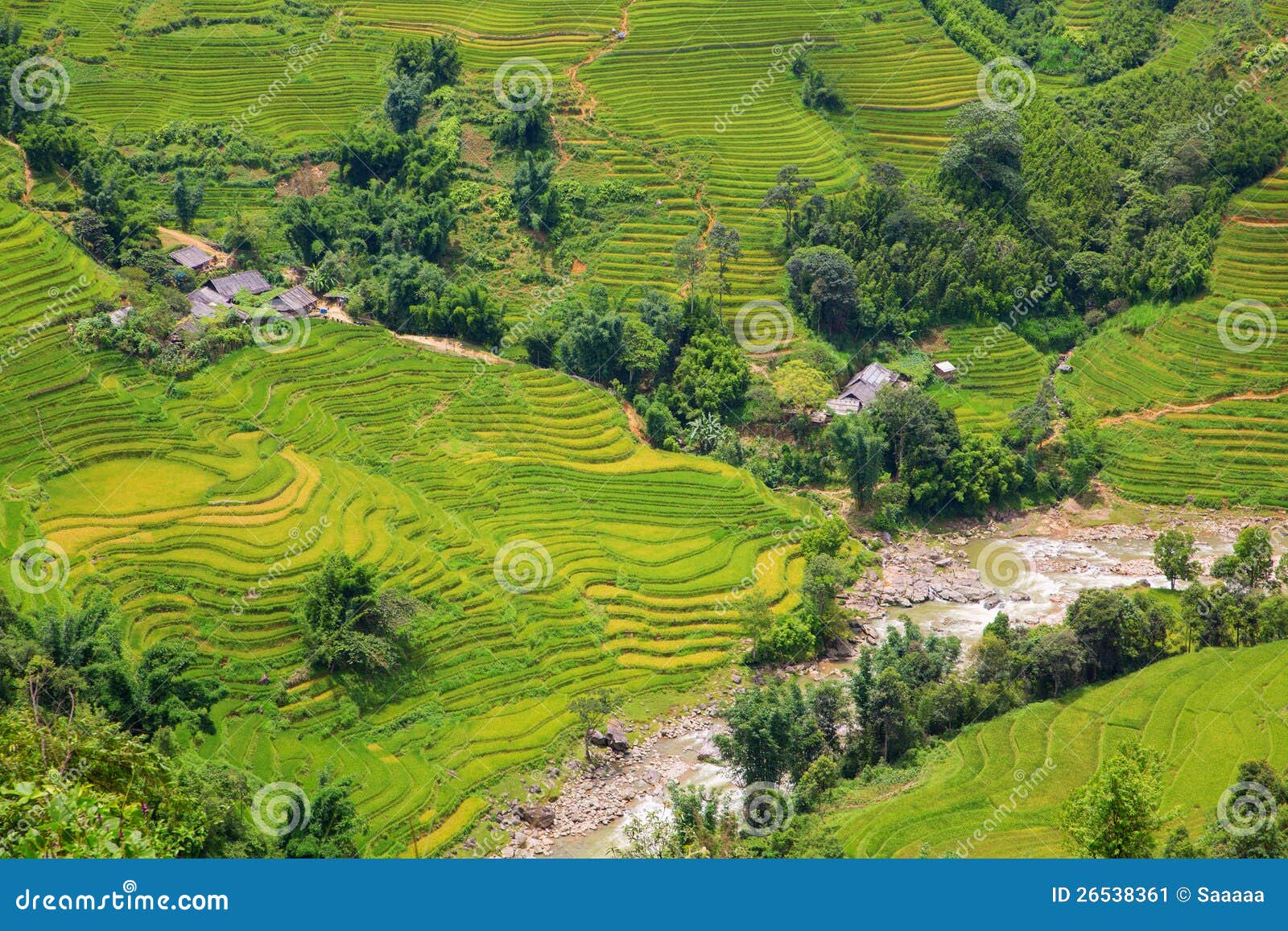 Rice plantation stock image. Image of countryside, organic - 26538361