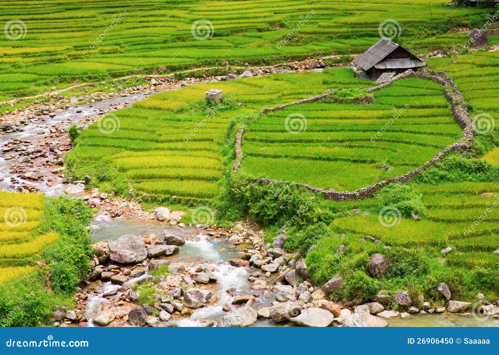 Rice plantation stock photo. Image of pattern, cultivation - 26906450